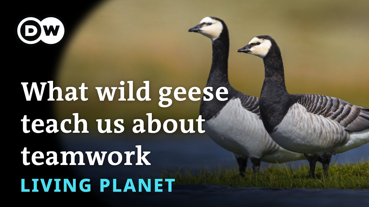 What wild geese teach us about teamwork – Living Planet - YouTube