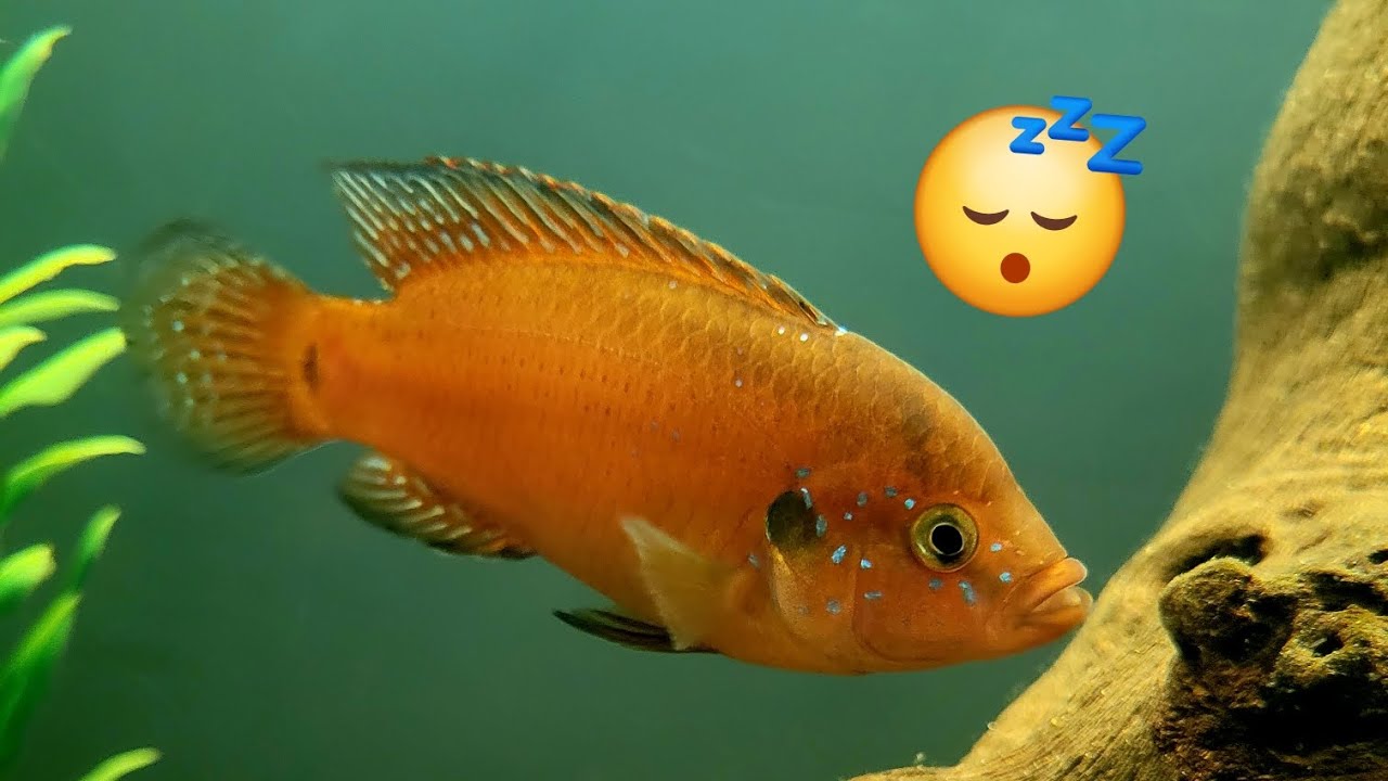 Rain Sounds Relaxation Aquarium Feeding Fish - YouTube