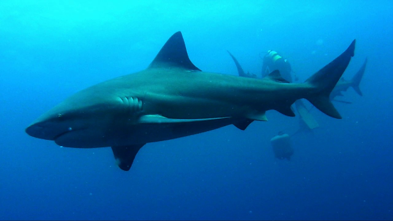 Scuba Diving with Sharks. Protea Banks South Africa. Baited Shark Dive ...