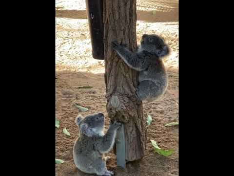 Double Trouble - Lone Pine Koala Joeys - YouTube