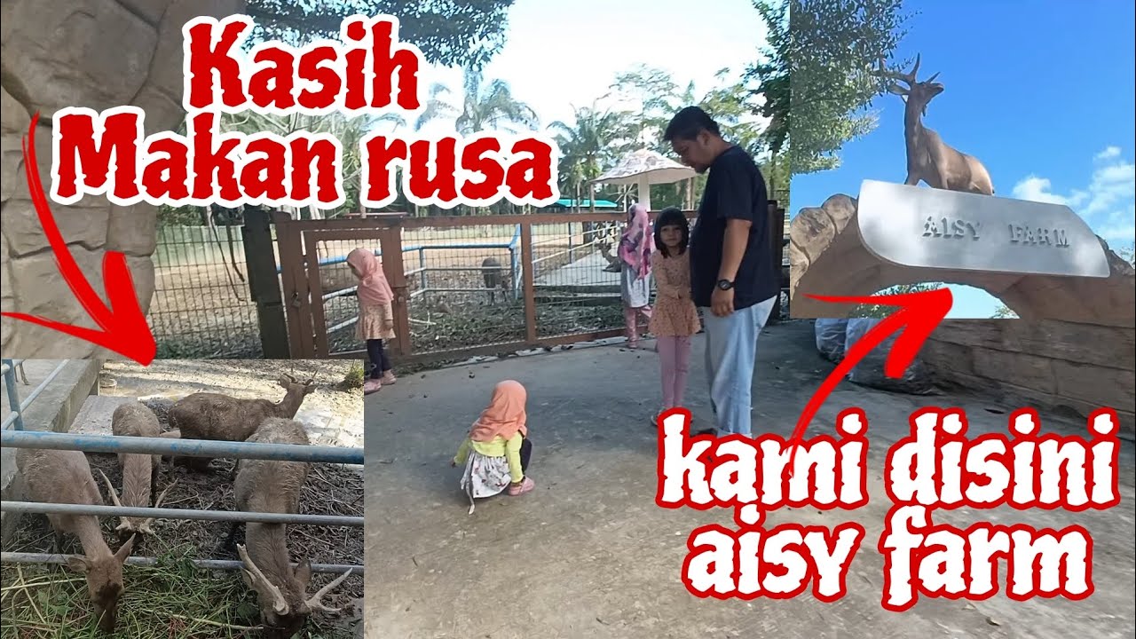 Kasih Makan rusa di aisy farm - YouTube