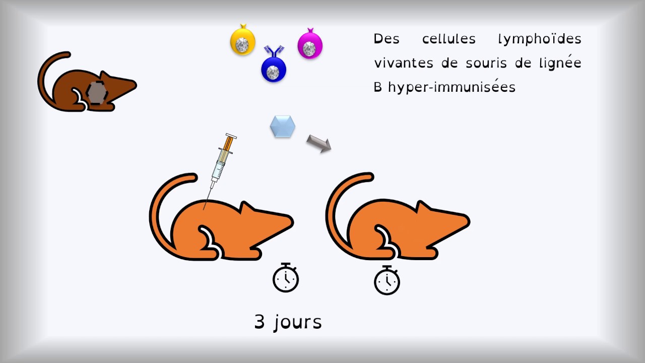 Exo immuno rejet de greffes - YouTube