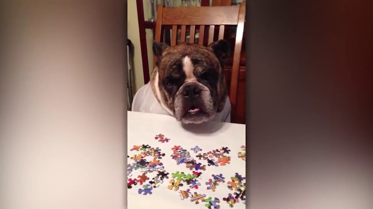 690.Funniest Pet & Animal Home Video Blooper Clip Compilation 2016 ...