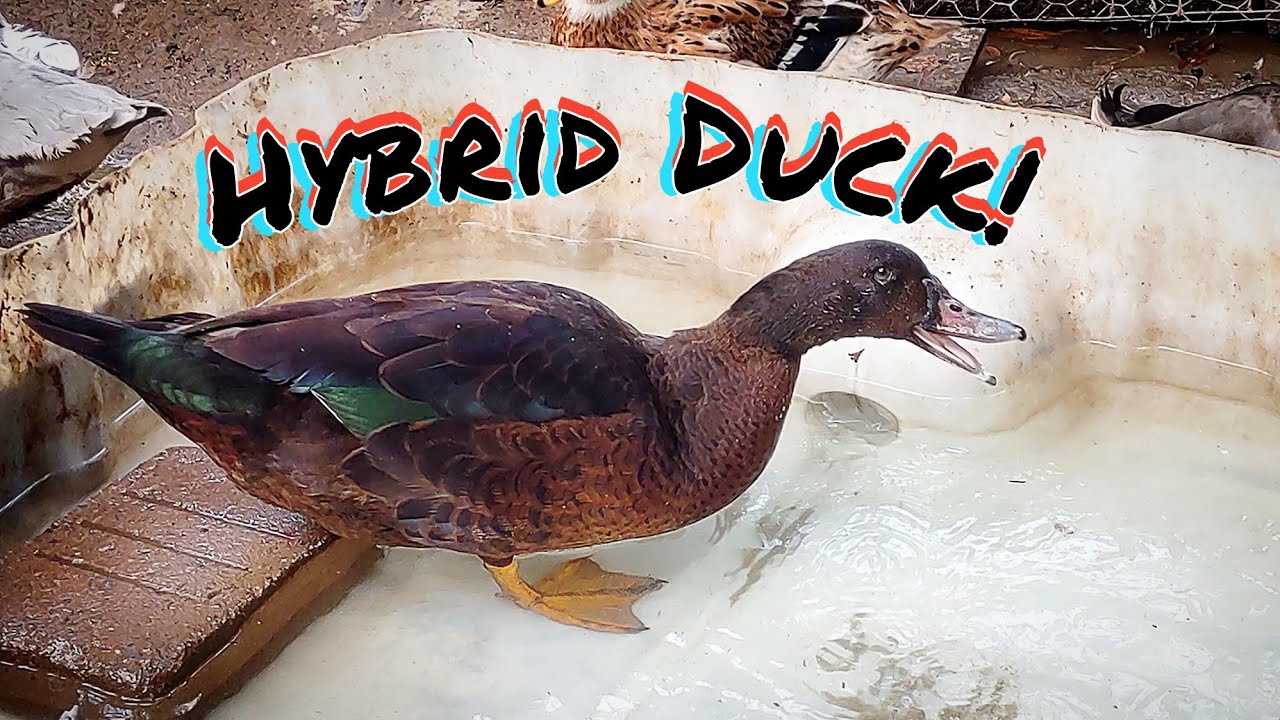 Mulius - A Video about a Hybrid Duck - YouTube