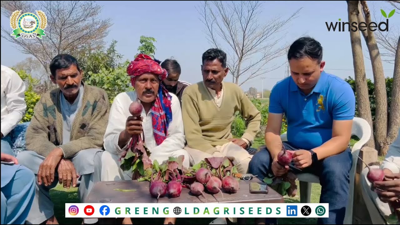 EXCEPTIONAL BEET ROOT HYBRID; DELICIOUS F1 (GGAS, PAK X WINSEED, NEW ...
