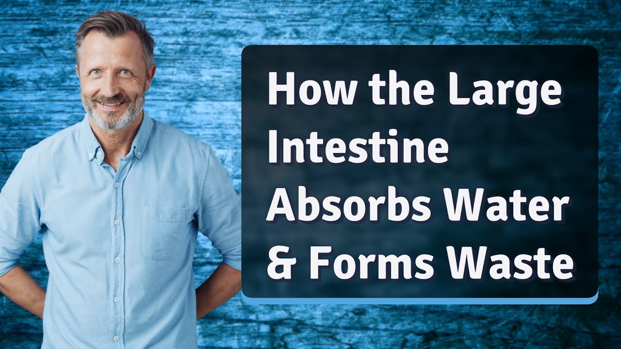 How the Large Intestine Absorbs Water & Forms Waste - YouTube