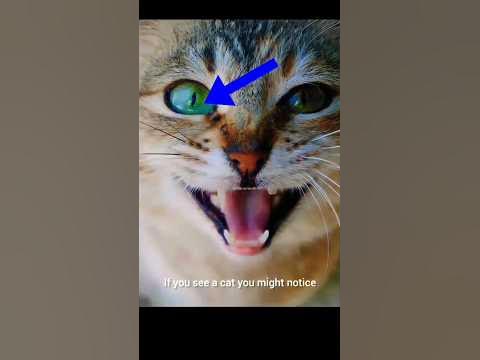 why cats have vertical pupils? #animals - YouTube