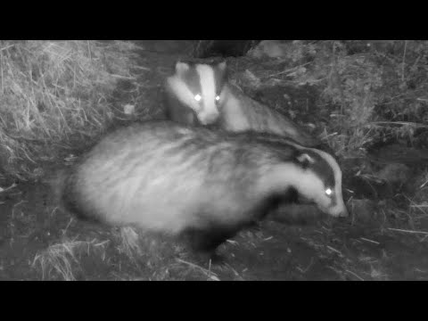 New Forest Explorers Guide - a dominant badger boar puts a subordinate ...