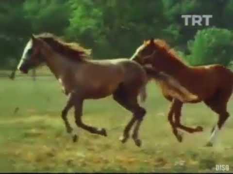 AHMET TURAN ŞAN -MİHRALİ BEY