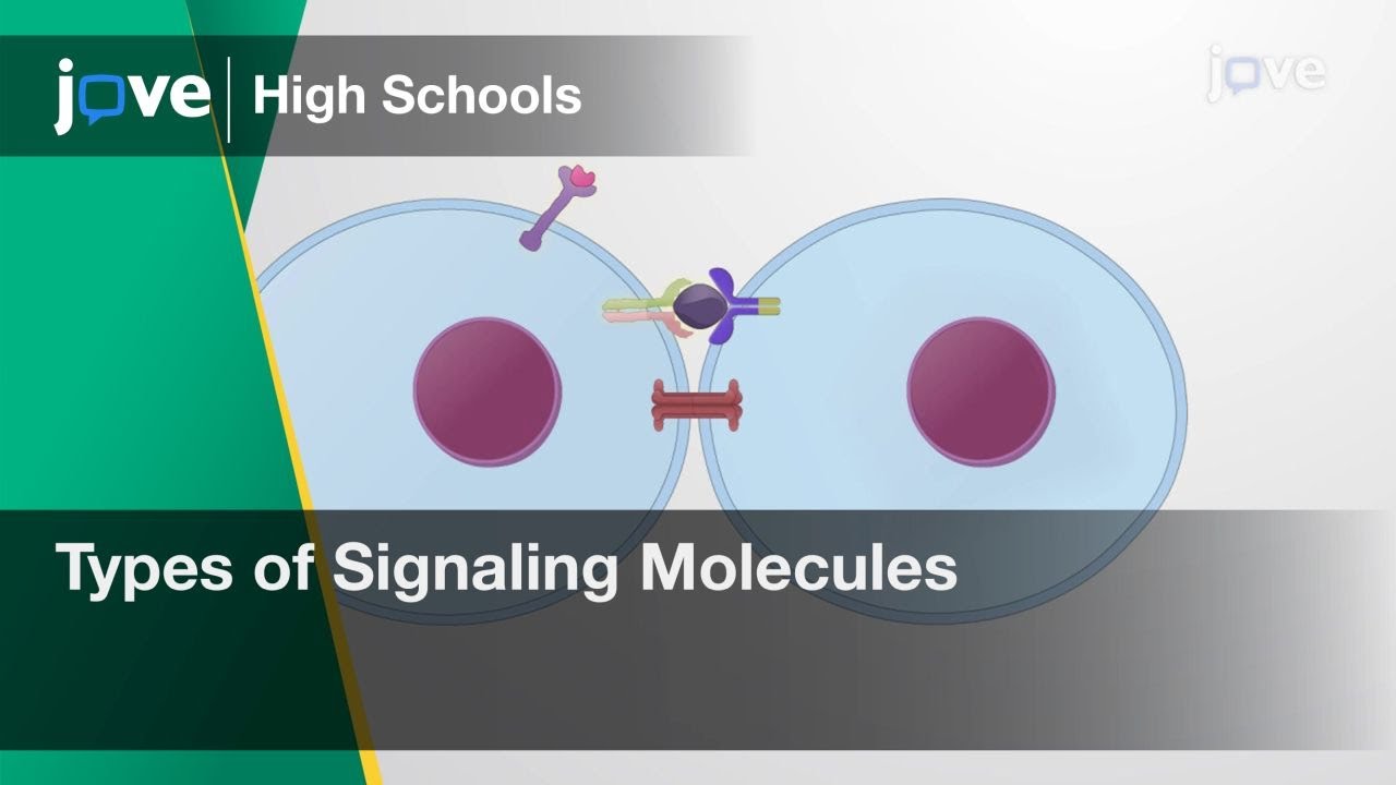 Types of Signaling Molecules | Cell Bio | Video Textbooks - Preview ...