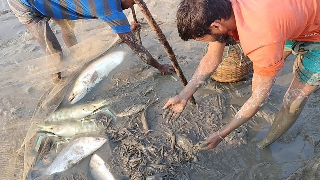 WOW! Best Village Fishing in rainy day।। Catching big Boal, Krol ...