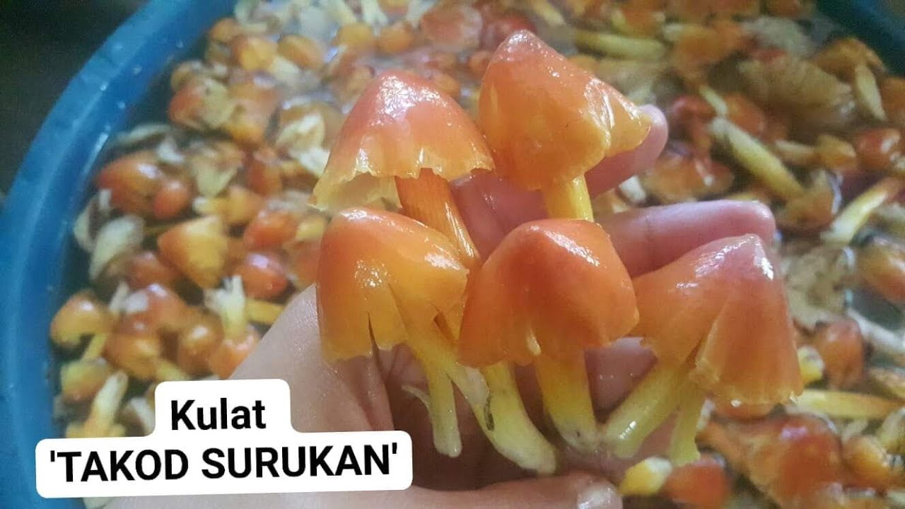 Misi mencari kulat 'TAKOD SURUKAN' || Hygrocybe conica ||Resepi takod ...