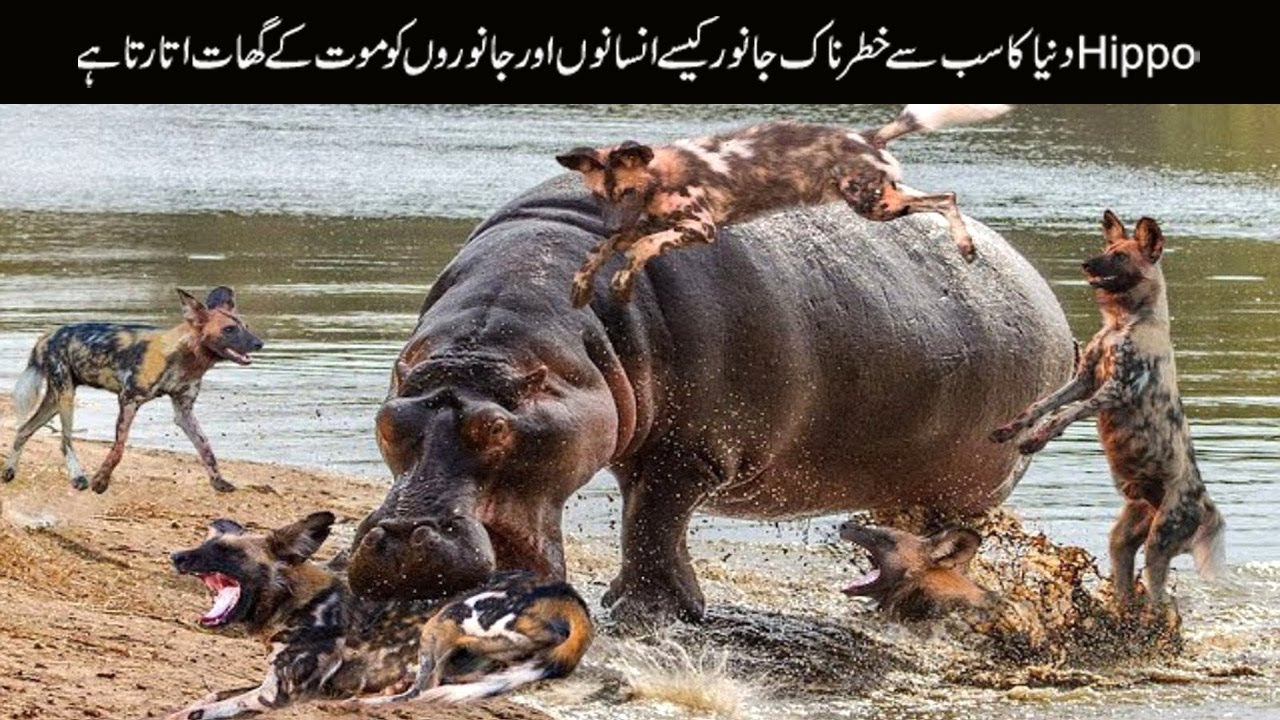 Top 5 Scariest Hippos Attack Caught on Camera | When Hippos Attack ...