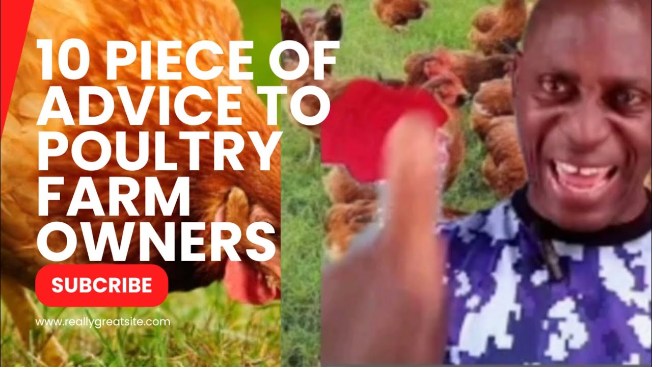 How to Succeed in Poultry Farming: 10 Essential Tips Every Farm Owner ...