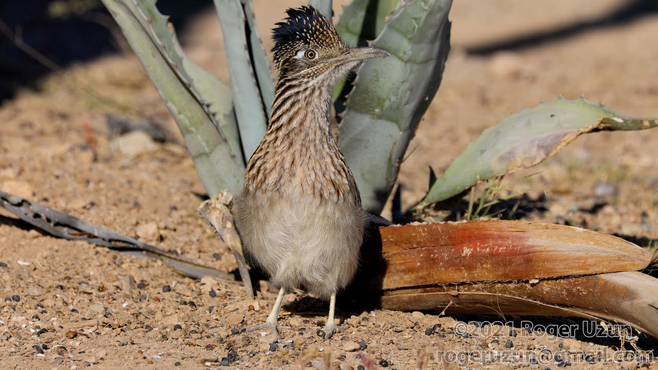 HDObservations : Greater Roadrunner (4K UHD) - YouTube