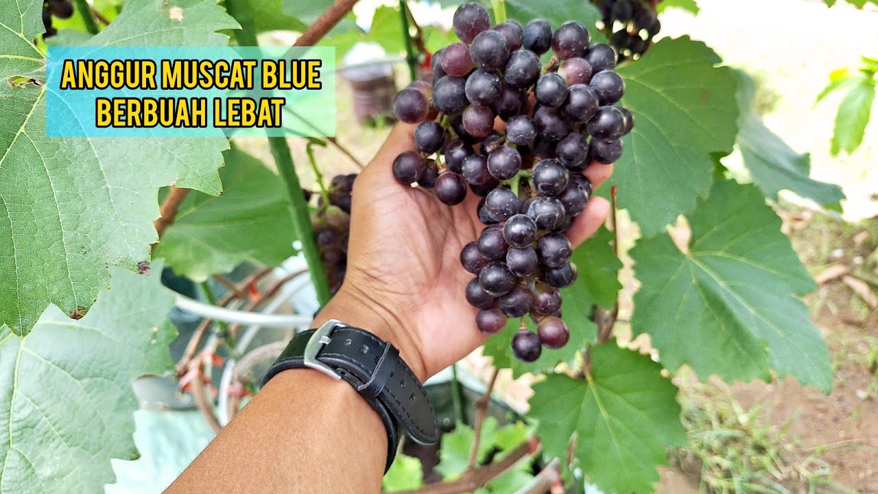 anggur muscat blue berbuah lebat - YouTube