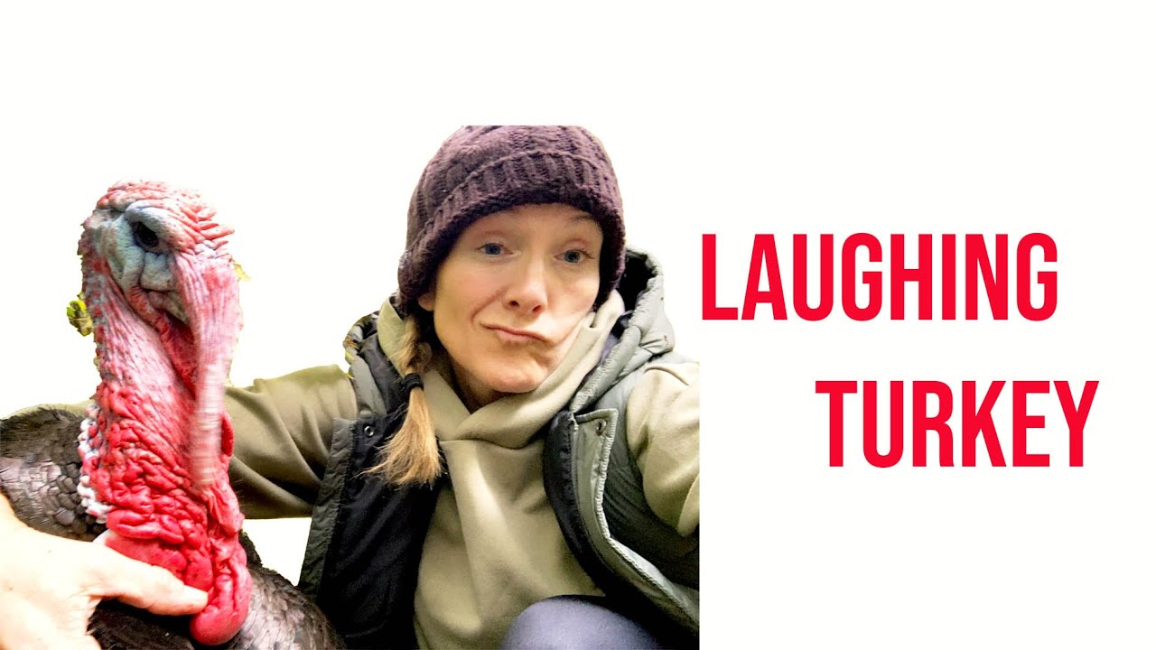 LAUGHING TURKEY #comedy #turkey #farming - YouTube