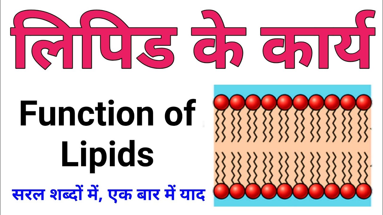 lipid ke karya | lipid ke function | function of lipids | lipids ...