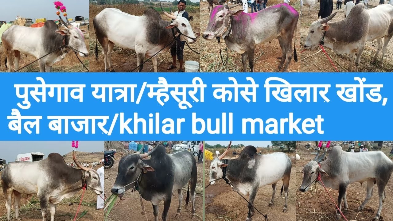 पुसेगाव यात्रा | म्हैसूरी कोसे खिलार खोंड,बैल बाजार | Khilar Bull ...