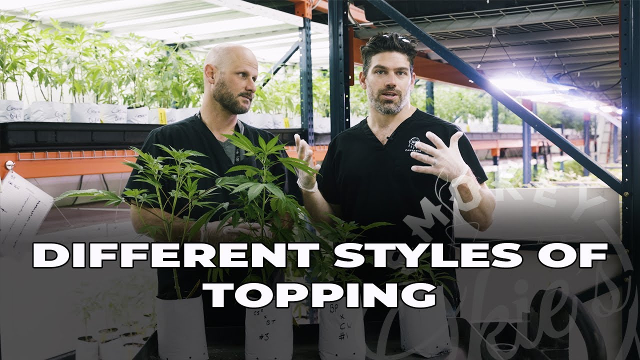 Different Styles of Topping Cannabis Plants | Pinching vs Topping - YouTube