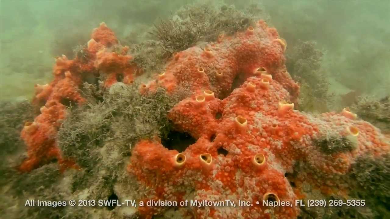 Hard Bottom Reef at Delnor-Wiggins Pass State Park - YouTube