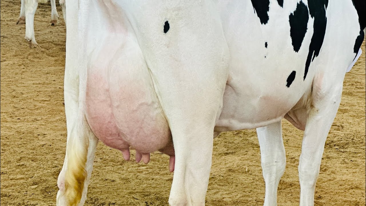 How to purchase Cows from Punjab || Important Tips || Must watch - YouTube