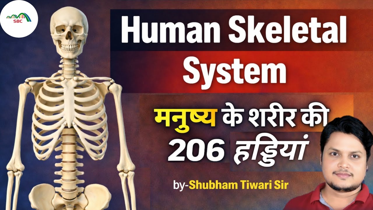 Human Skeletal System | 206 Bones Explained |Human Skeleton ...