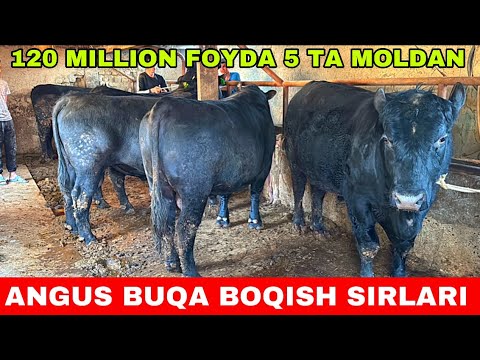 ANGUS BUQA BOQISH SIRLATI 😎 SOTILADI - YouTube
