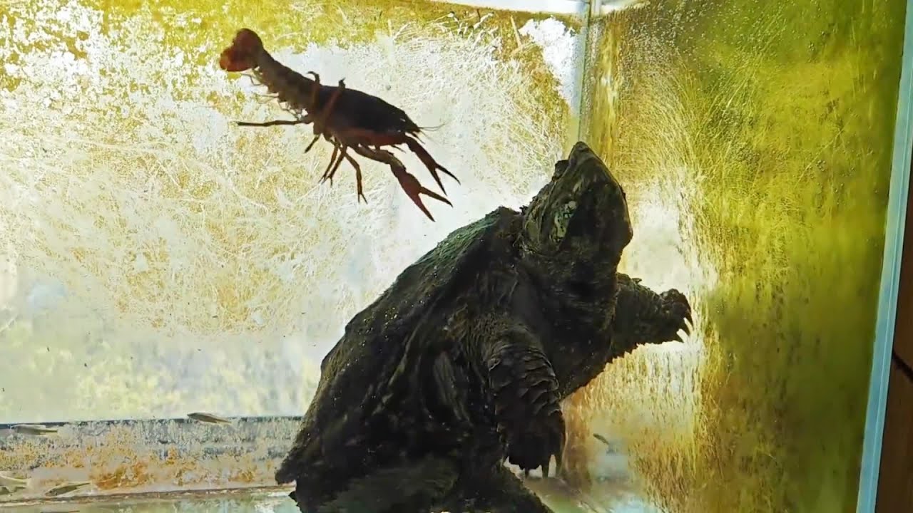 When a hungry snapping turtle sees a lobster(live feeding) - YouTube