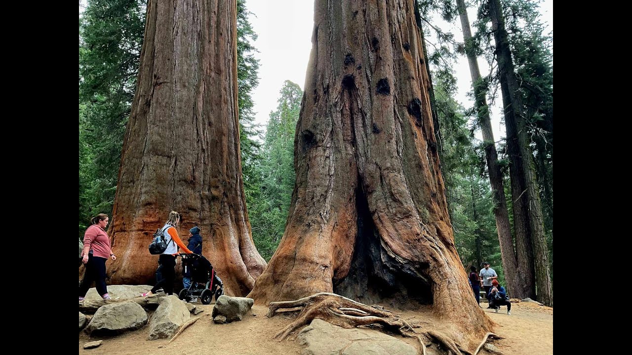 SEQUOIA'S TALLEST TREES - Part 2 #sequoianationalpark #tree #california ...