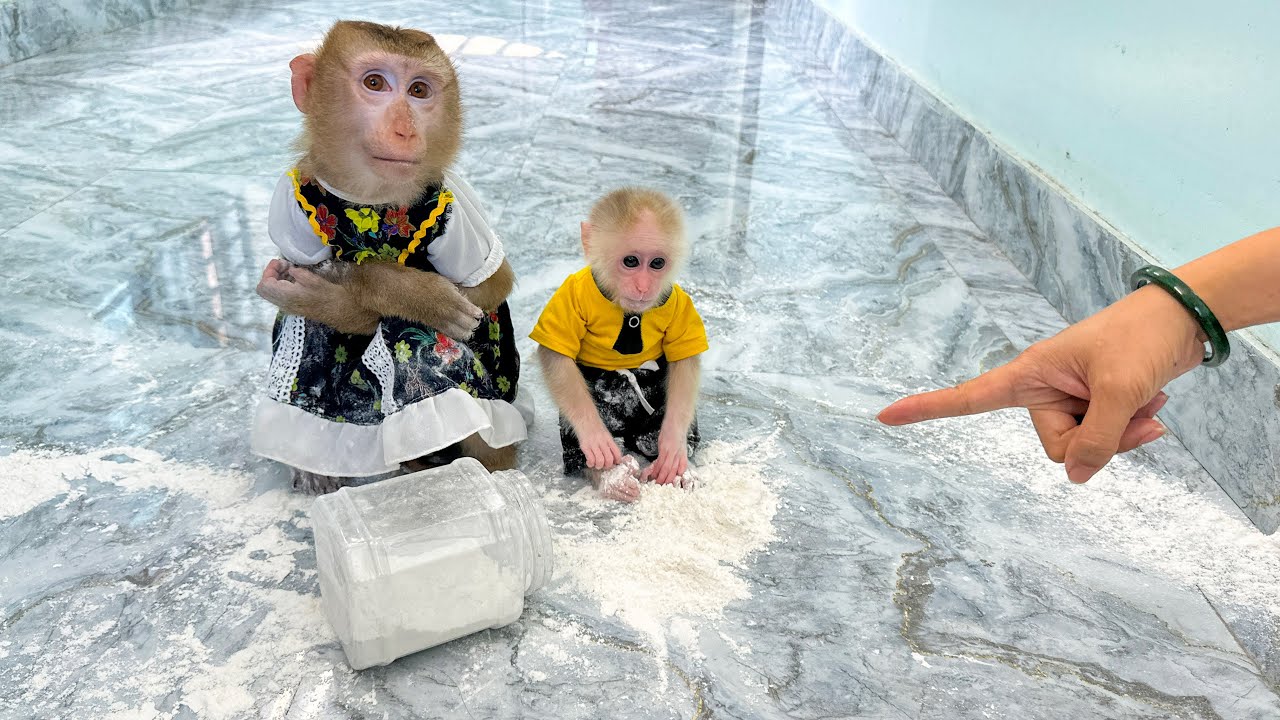 Monkey Kaka and Monkey Mit make a mess in the kitchen with flour - YouTube