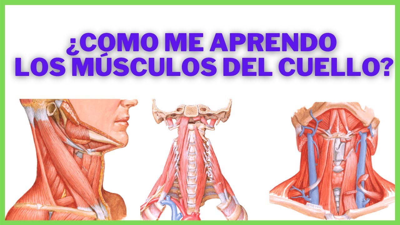 TIPS DE COMO ME APRENDO LOS MÚSCULOS DEL CUELLO - YouTube
