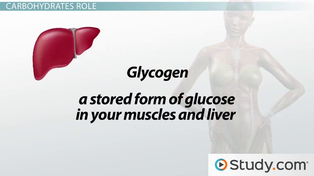 Lipogenesis Process & Function - YouTube