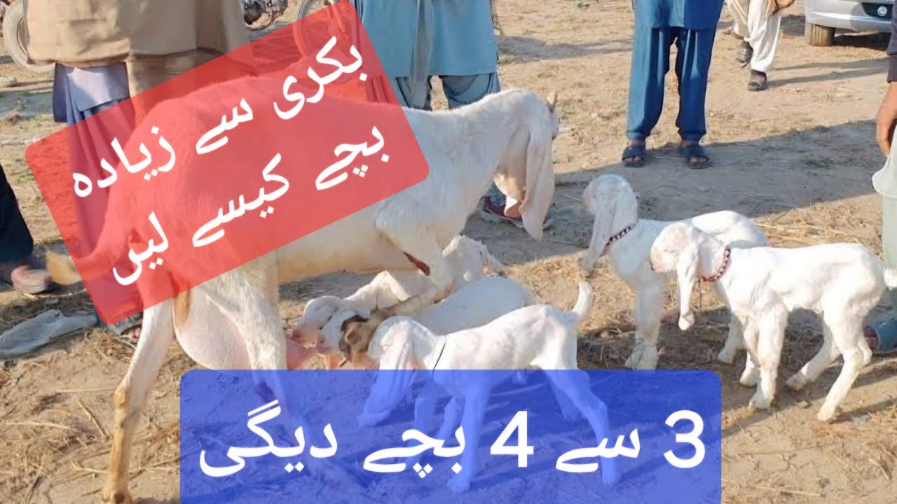 Bakri 3 se 4 bache degi | bakri se zayada bache kese lain | Haider's ...