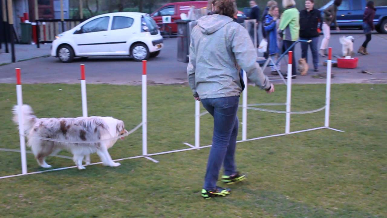 Australian Shepherd agility training - YouTube
