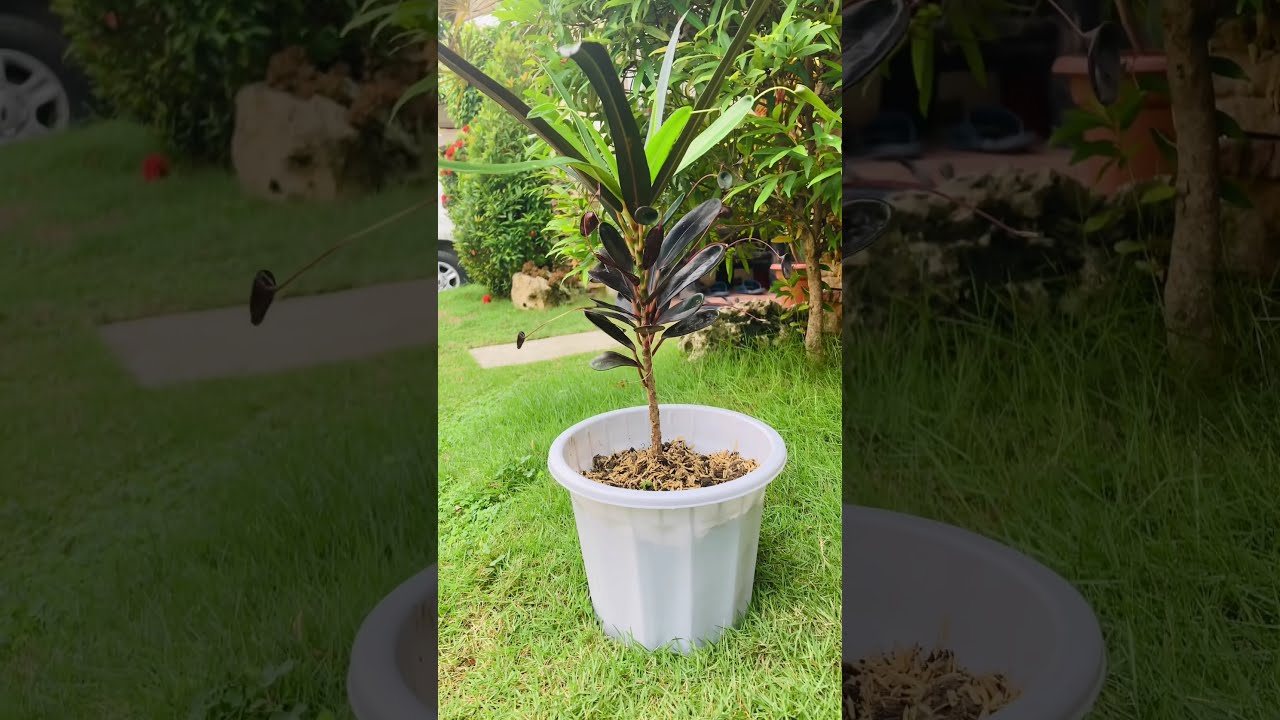 CROTON MOTHER AND DAUGHTER | SAN FRANCISCO PLANT | KALIPAYAN PLANT # ...