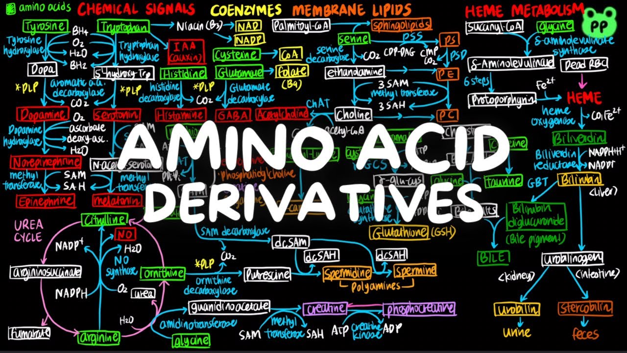 Amino Acid Derivatives | Nitrogen Metabolism 03 | Biochemistry | PP ...