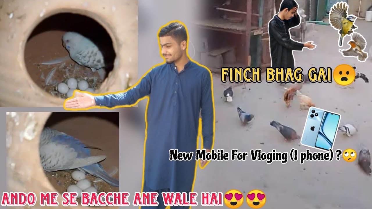 Hamare Tote Ke Bacche Ane Wale Hai New Mobile Leliya hamare-tote-ke-bacche-ane-wale-hai-new-mobile-leliya