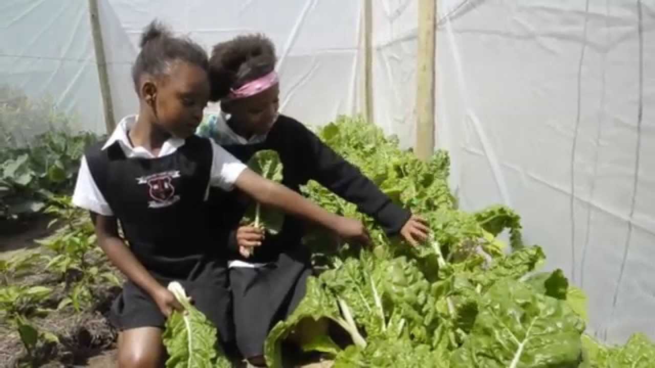 Kan hierdie wurmplaas en tonnel honger kinders help voed? - YouTube