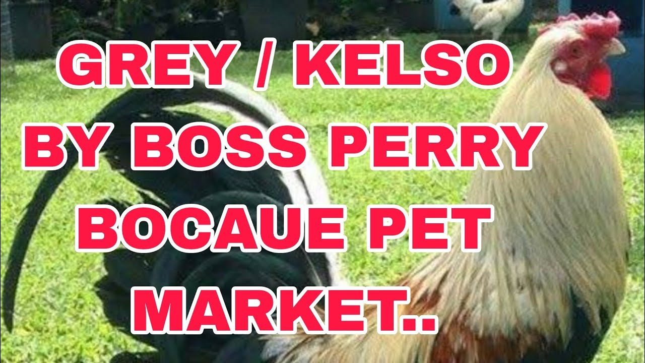 Grey/ Kelso by boss perry bocaue pet market - YouTube