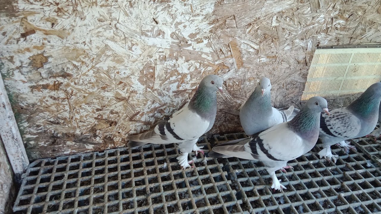 TEKE ALDİGİM ÇOK FAZLA KUS VAR + YENİ UCUMA HAZİR YAVRULAR HEPSİ HAVADA ...