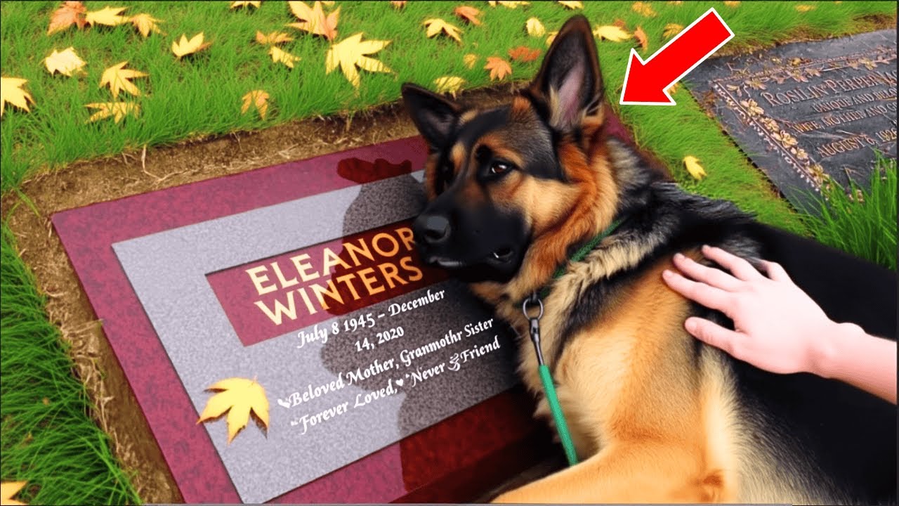 Dog Was All The Time At His Owner's Grave, Until One Day They Found Out ...