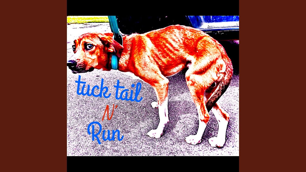 Tuck tail n' run - YouTube