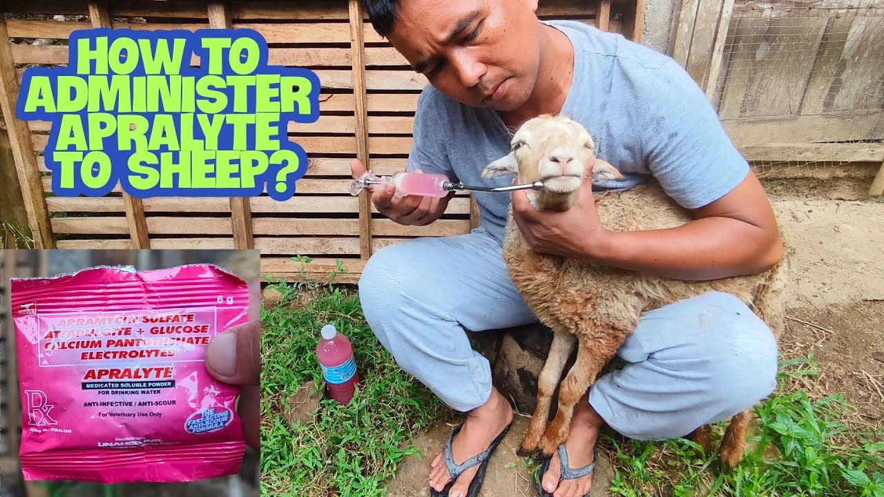 HOW TO ADMINISTER APRALYTE TO SHEEP HAVING DIARRHEA PROBLEM? - YouTube