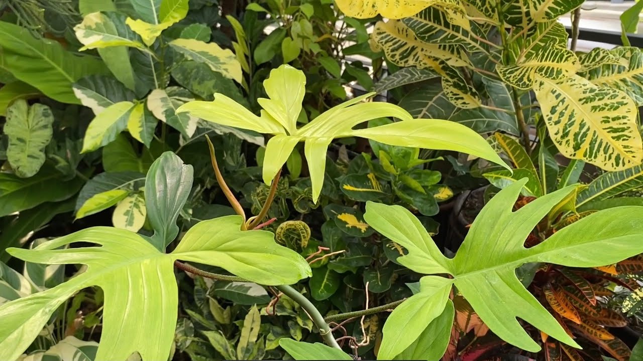 Garden Coffee Talk #22 || Propagating our Florida Ghost 🌿🌱😍 - YouTube