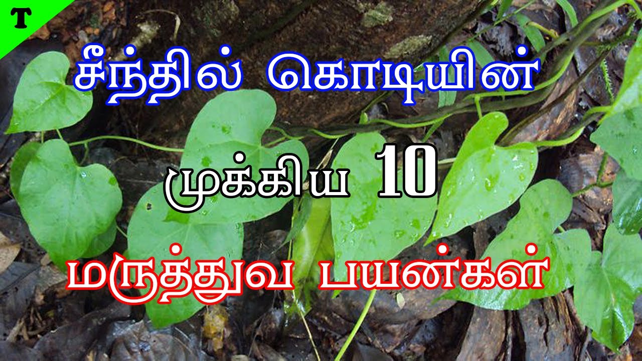 Seenthil Kodi Benefits In Tamil | சீந்தில் கொடியின் மருத்துவ பயன்கள் ...