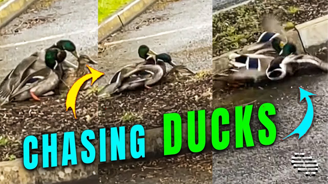 Two Drake Male Ducks Chasing a Female Around - YouTube