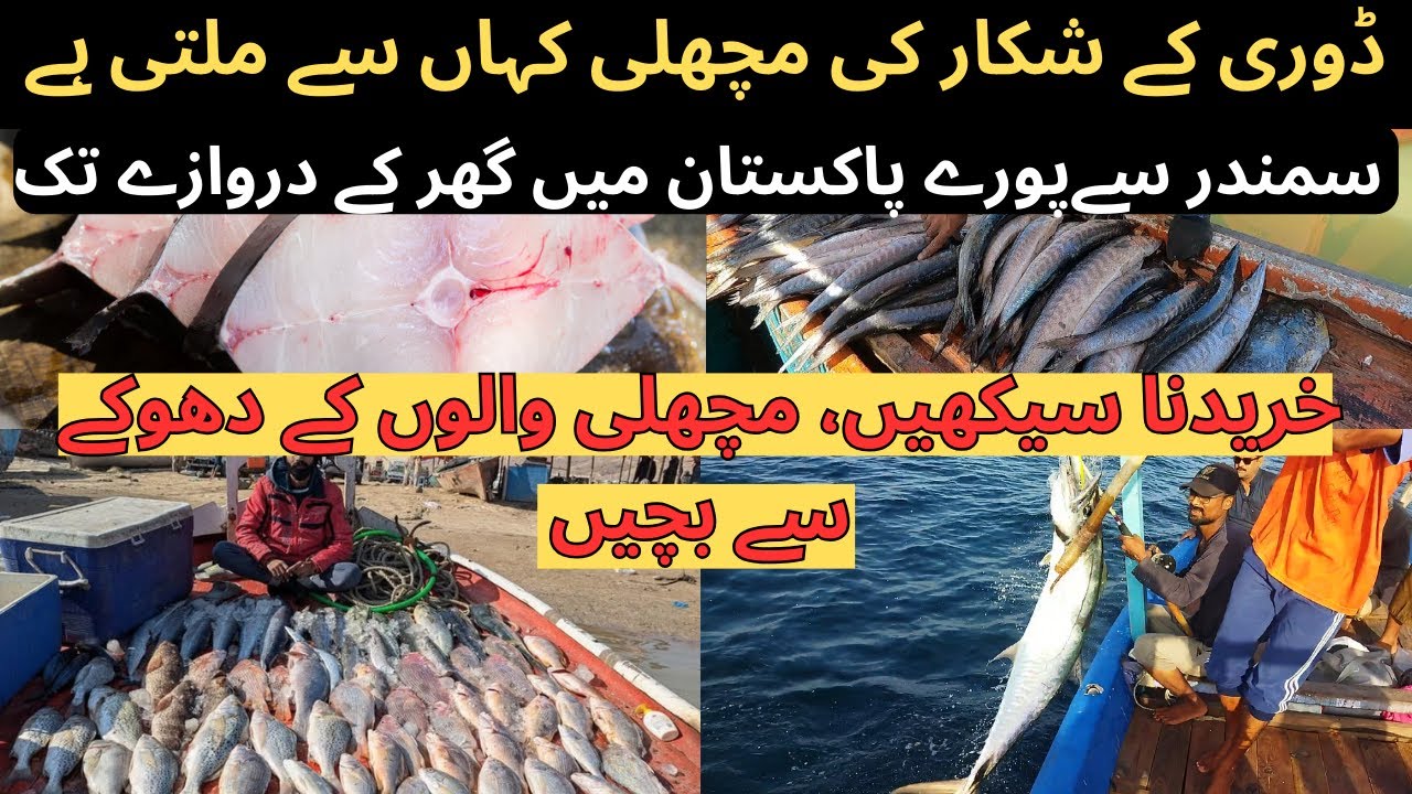 How Dori Catch Fresh Fish Supply from Karachi | How to buy Fresh Fish ...