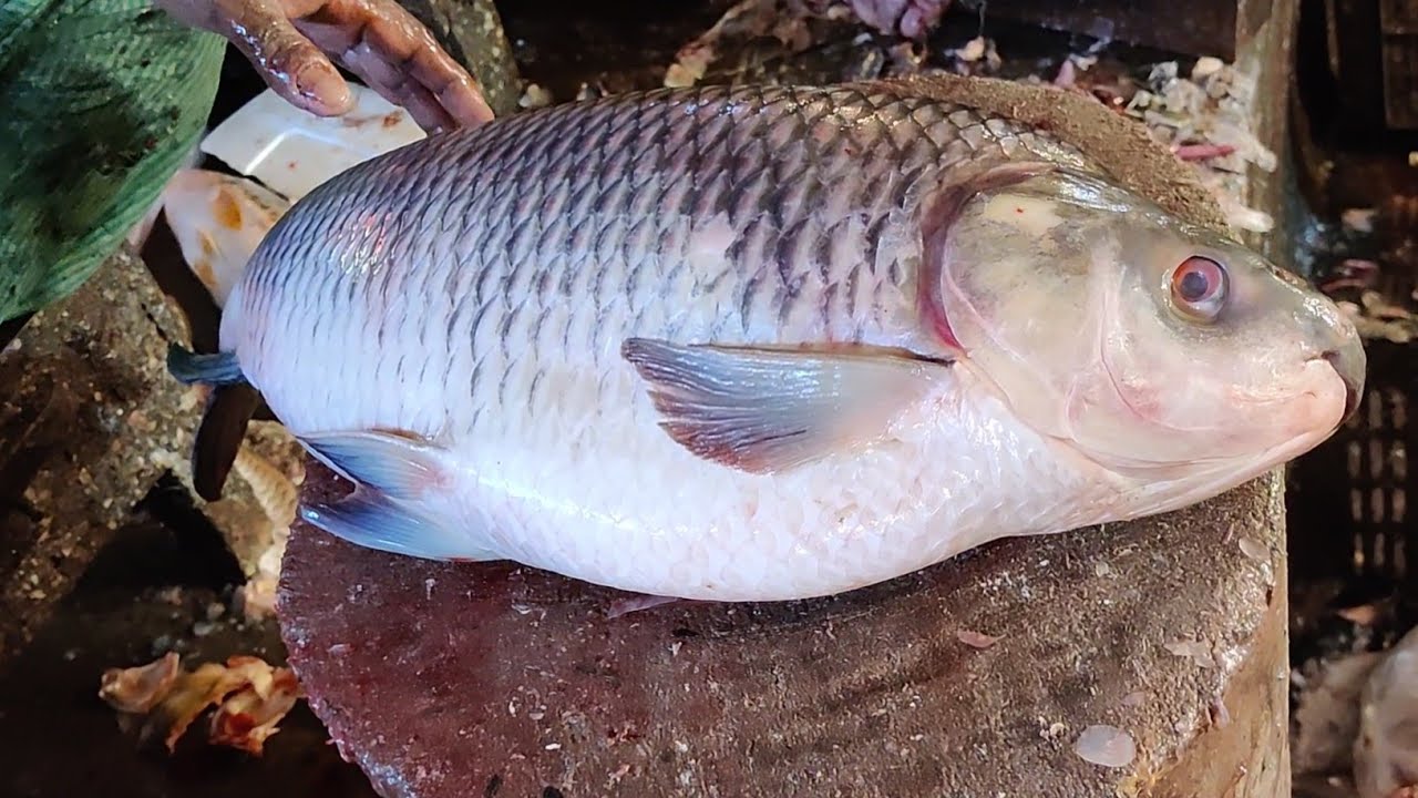 Amazing Big Rohu Fish Egg Collection And Nice Cutting Skills। - YouTube