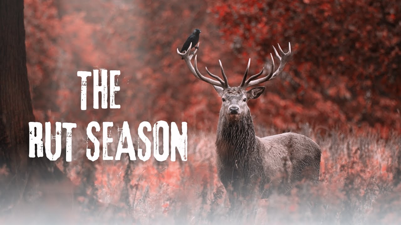 The Rut Season | The Heartbeat of Nature - YouTube